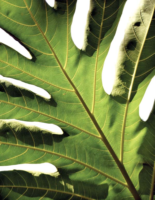 Ulu leaf | News, Sports, Jobs - Maui News